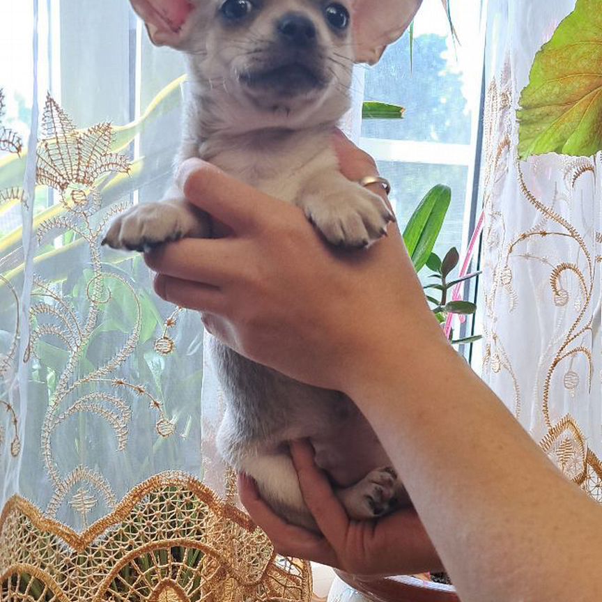 Щенки чихуахуа