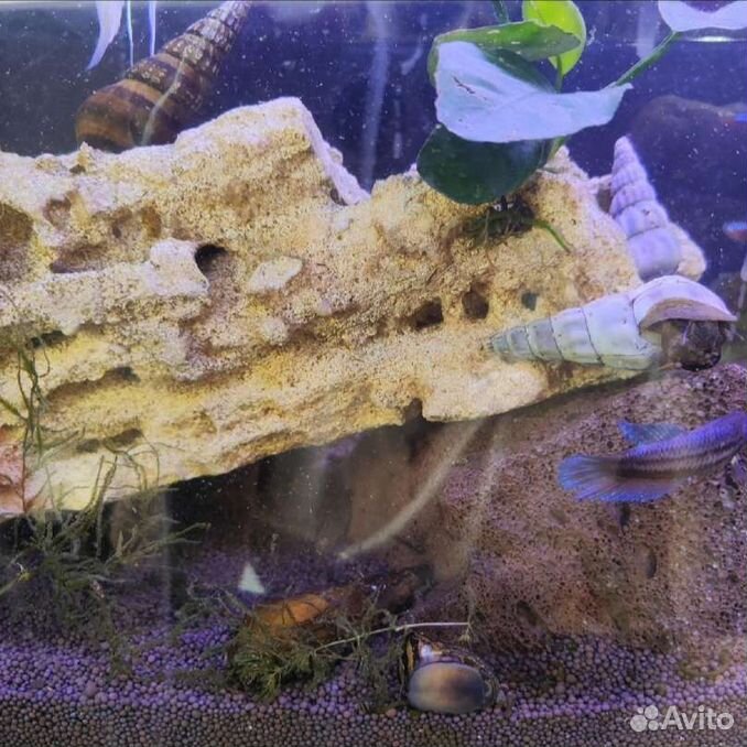 Улитка геркулес