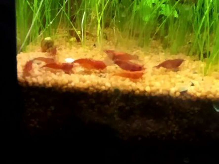 Креветки, аквариумная рыба, корм