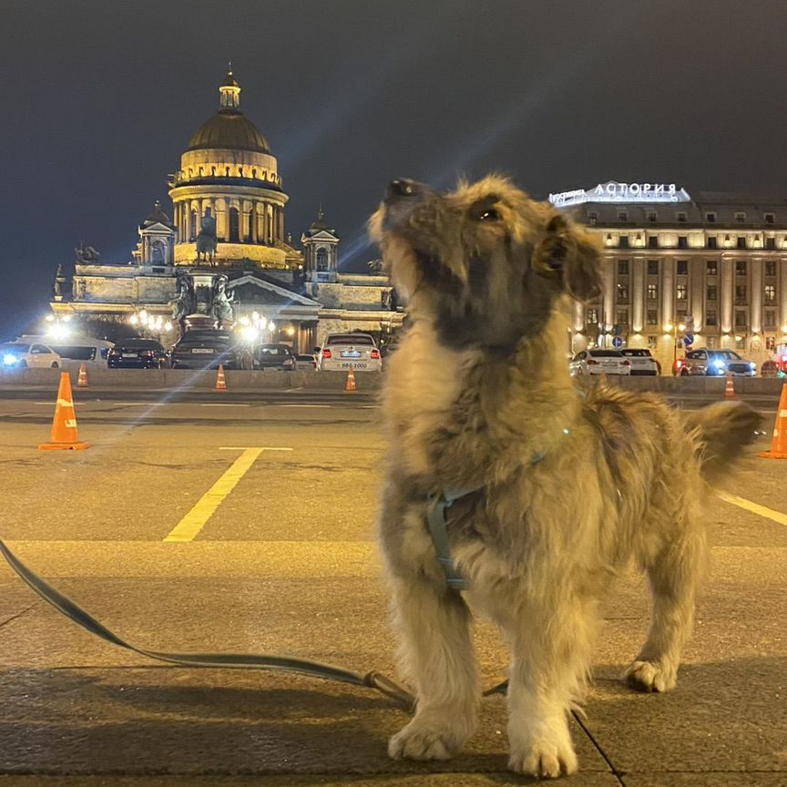 Собака ищет дом