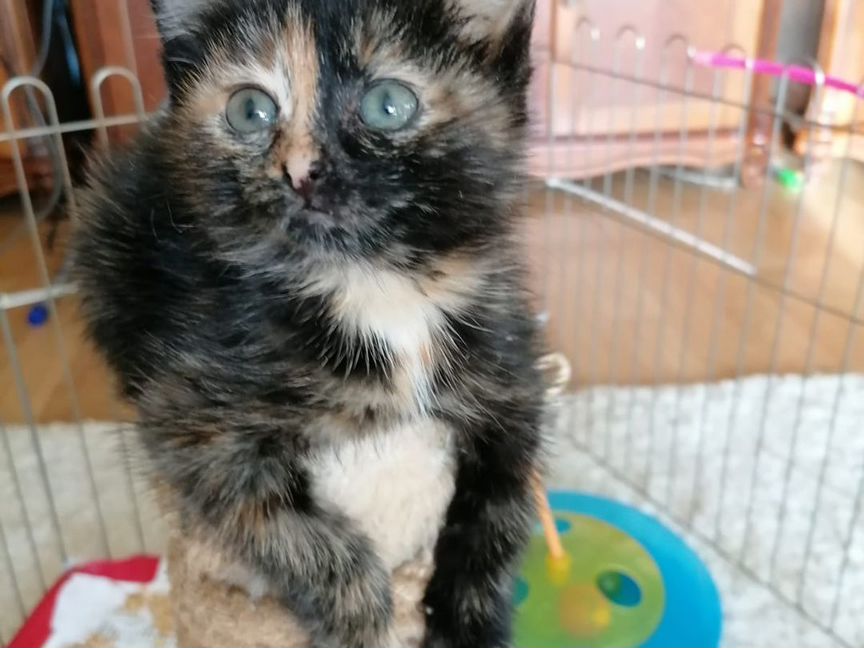 Котята для хороших, ответственных хозяев
