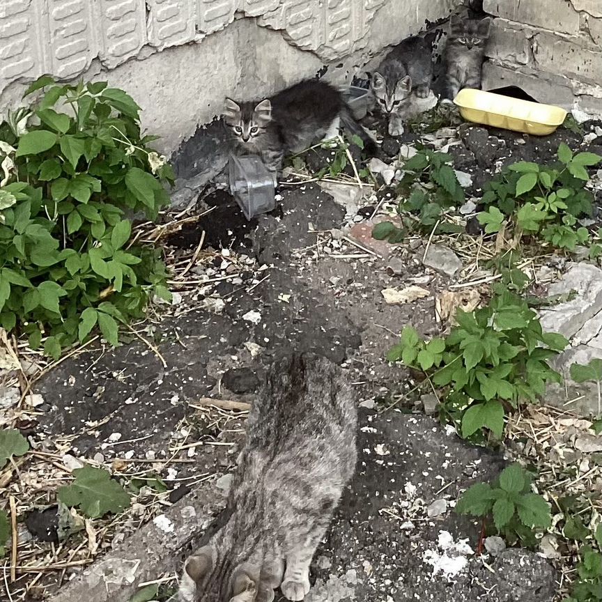 Приютите кроху