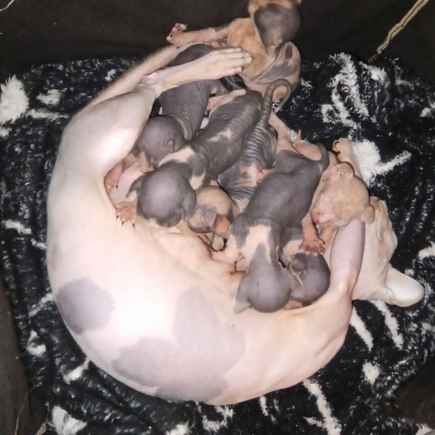 Канадский сфинкс котёнок