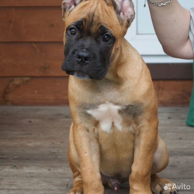 Шикарные щенки кане-корсо