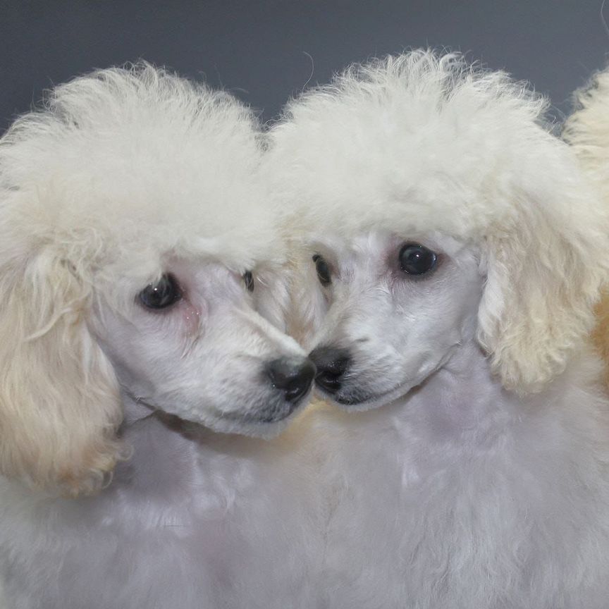 Белые Той-пудельки, девчули