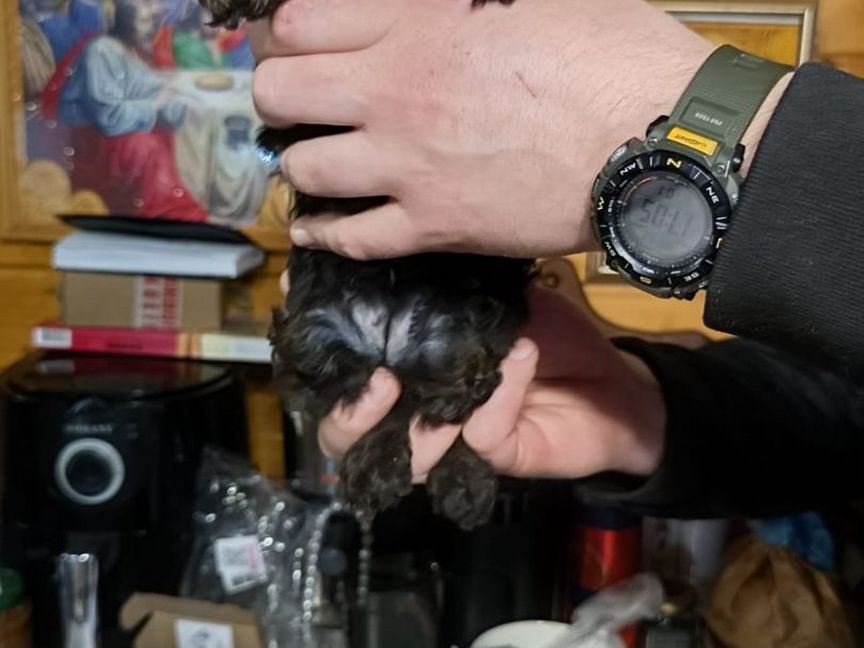 Черные детки той пудель