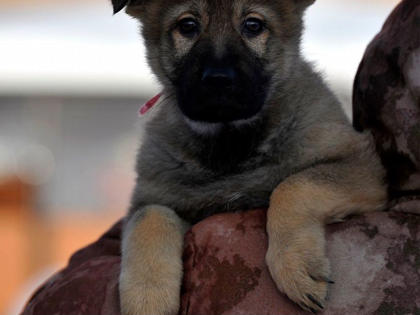 Немецкая овчарка рабочего разведения 2 мес