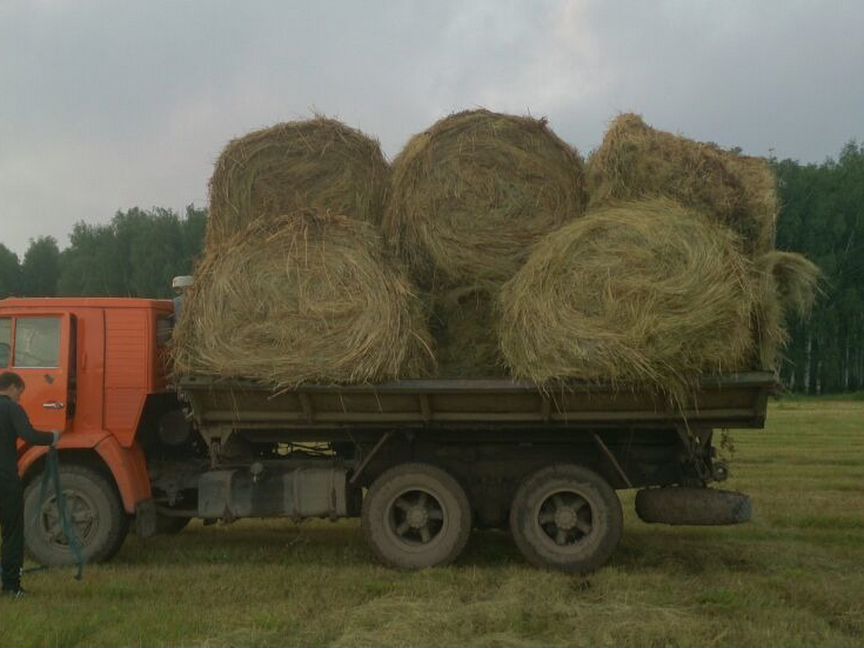 Сено солома