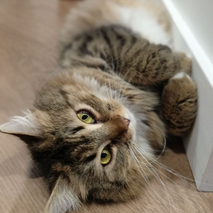 Кошечка в добрые руки, привезу