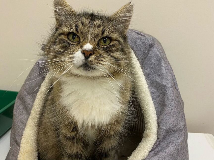 Милая Сыроежка ищет свою семью