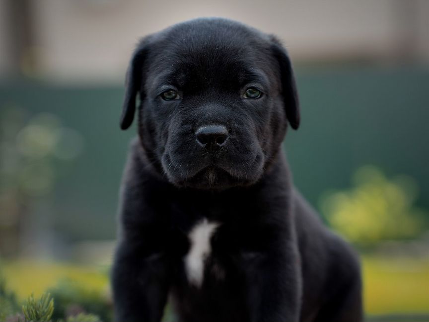 Кане Корсо щенок мальчик