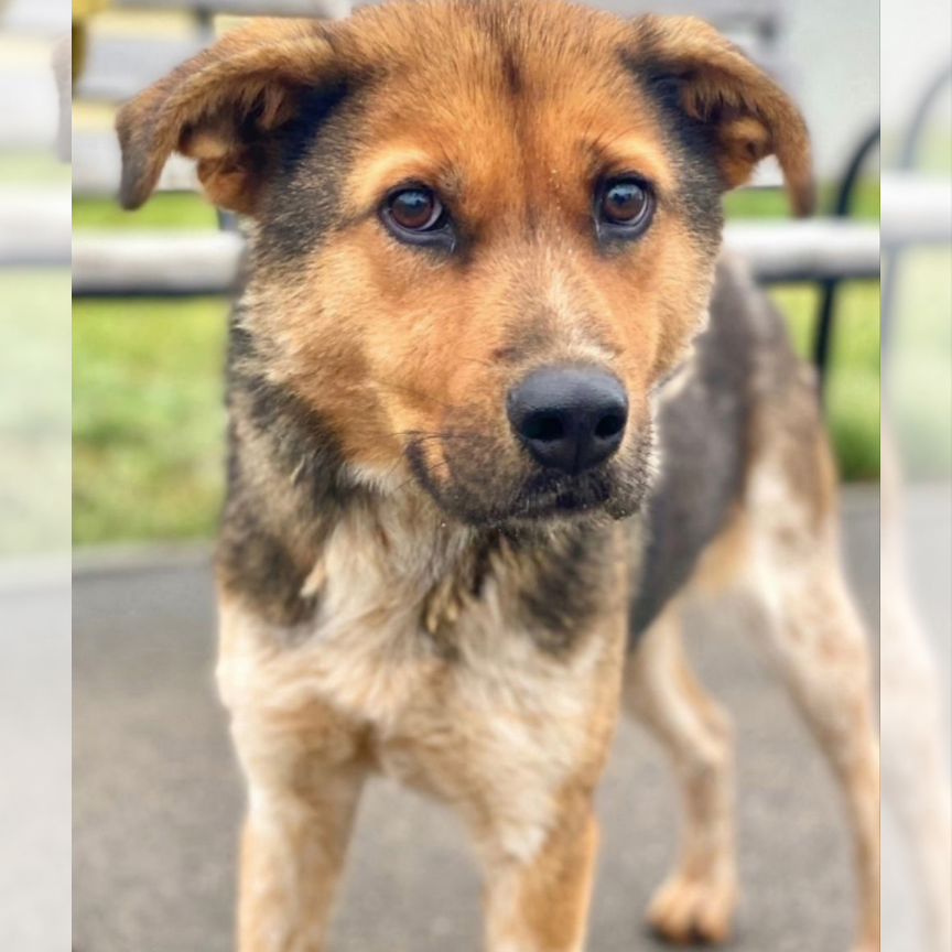 Взрослая собака в добрые руки