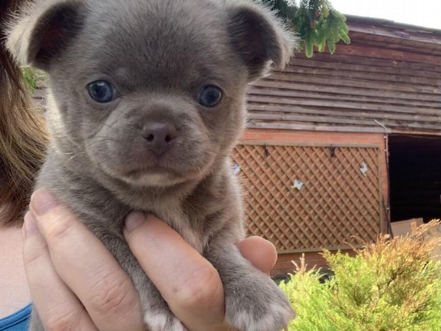 Лиловый мальчик