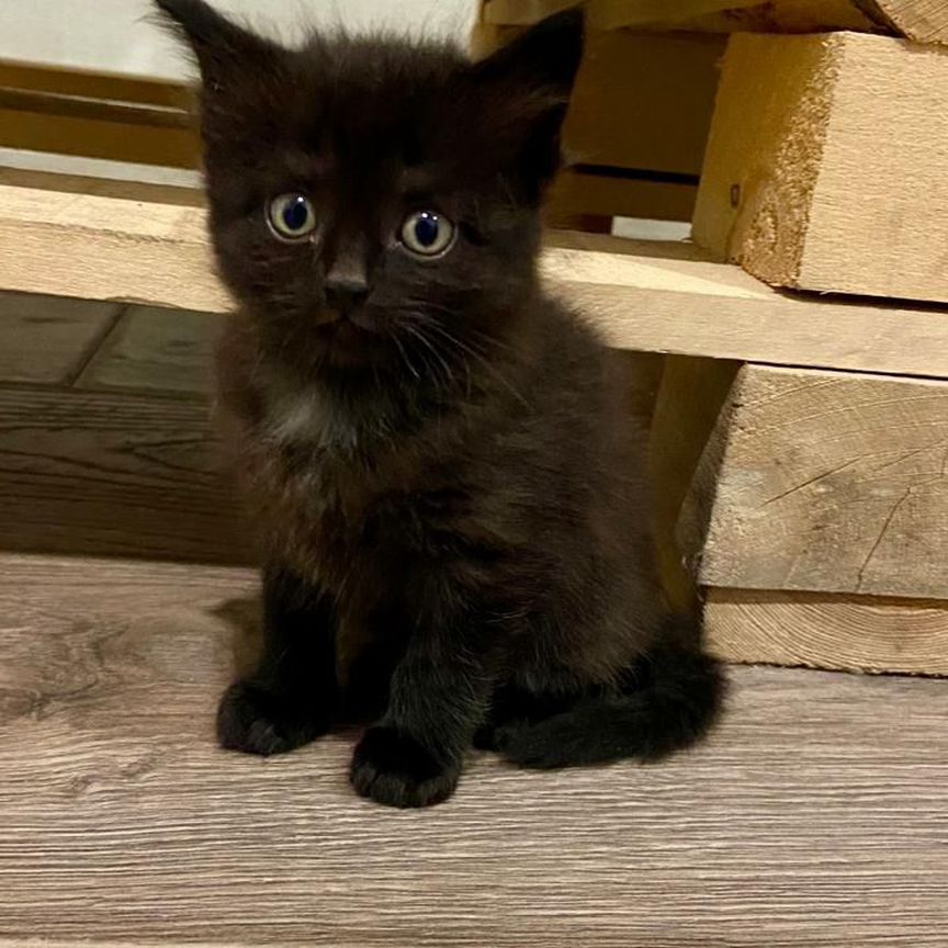 Кошечка в добрые руки