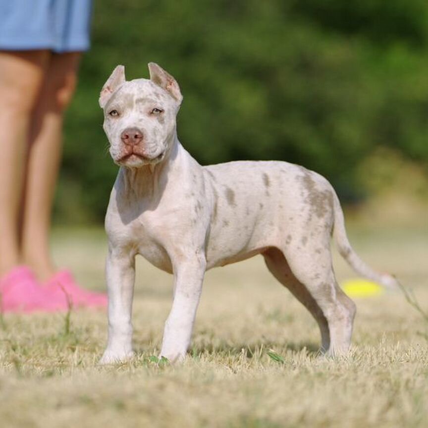 Американский Булли XL/XXL девочка лилак мерль 3 ме