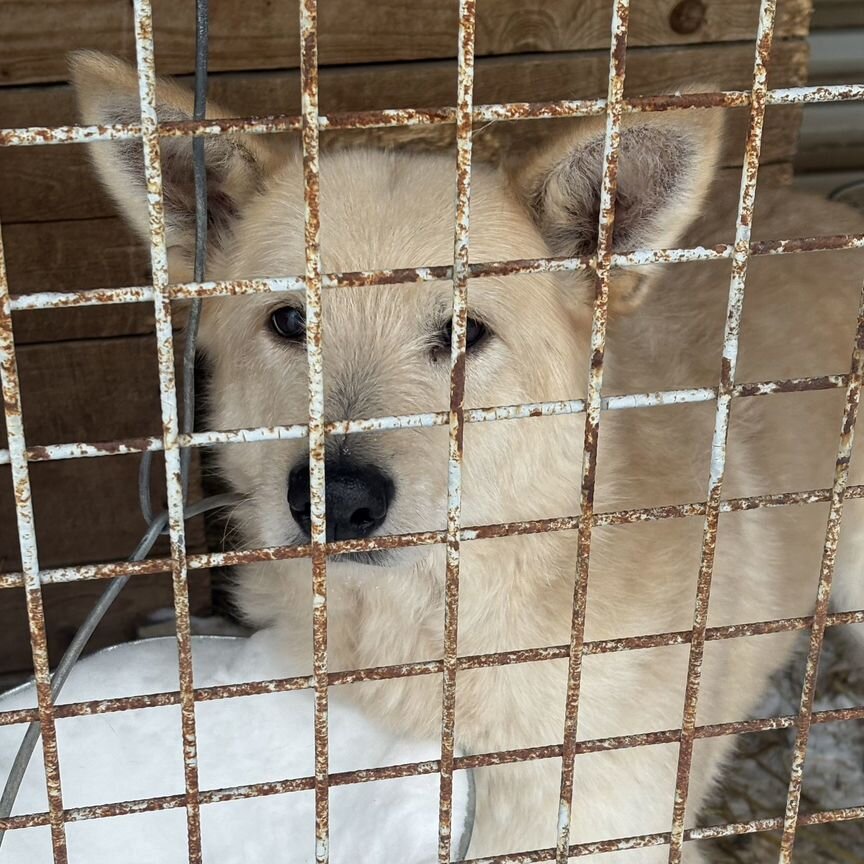 Взрослая собака в добрые руки