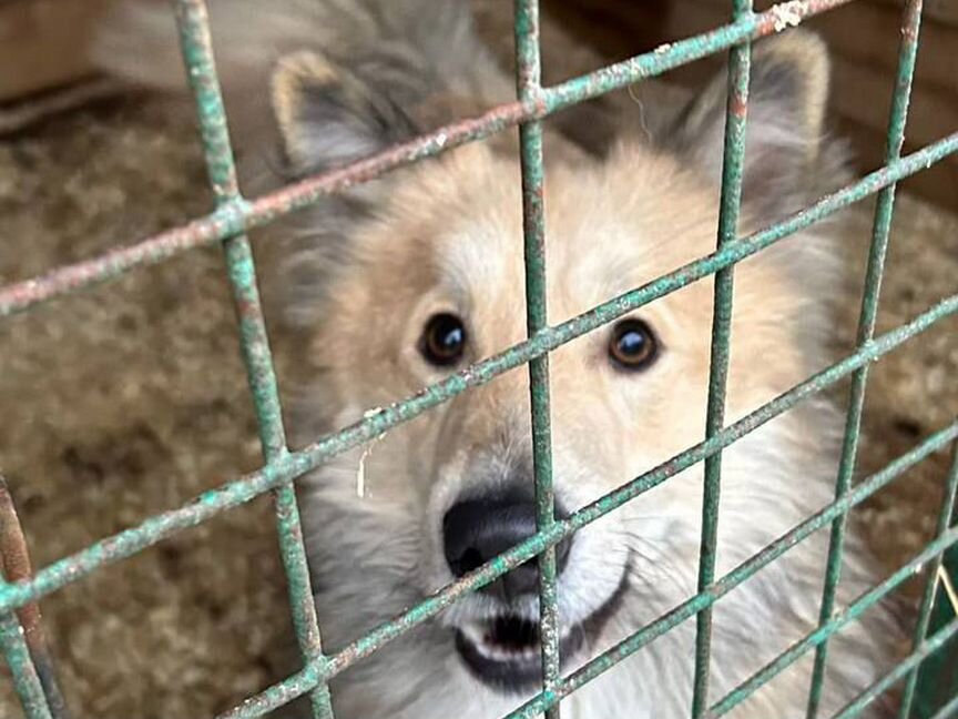 Гамбита хотели забить до смерти