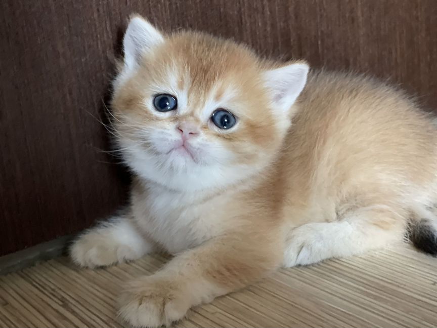 Золотинки бриташки