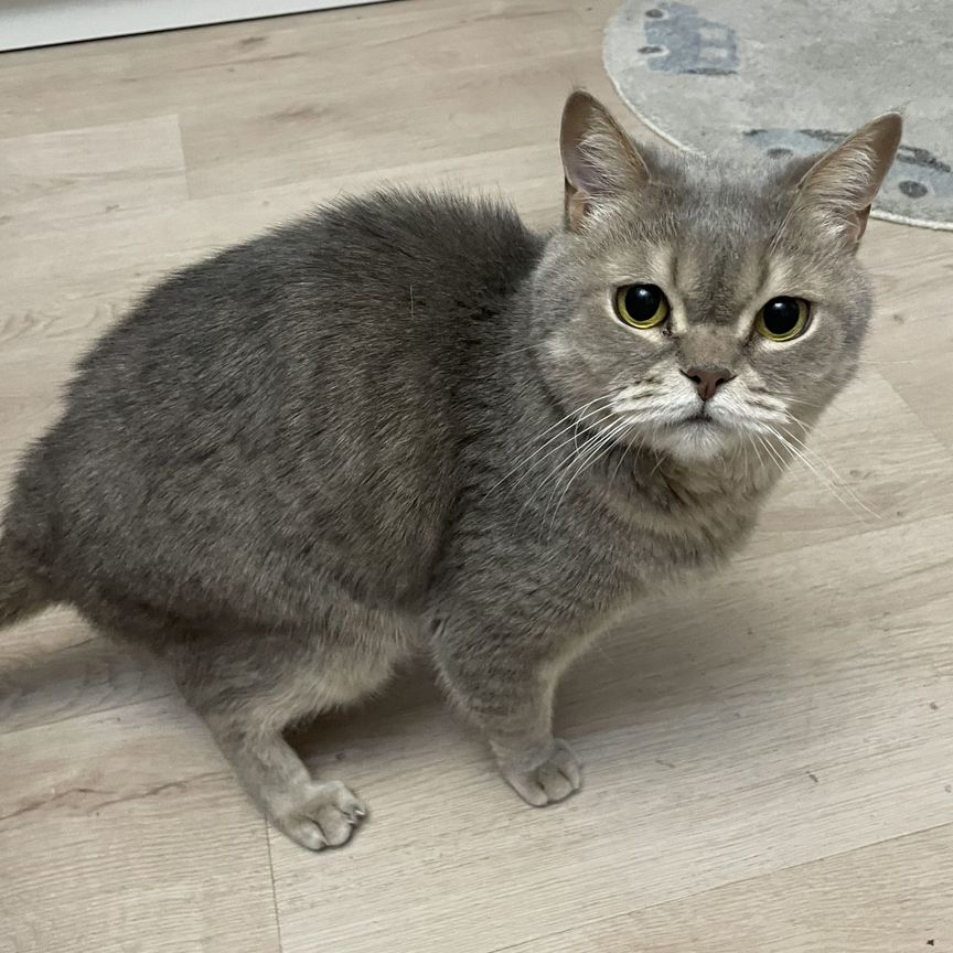 Британский длинношёрстный, взрослый кот