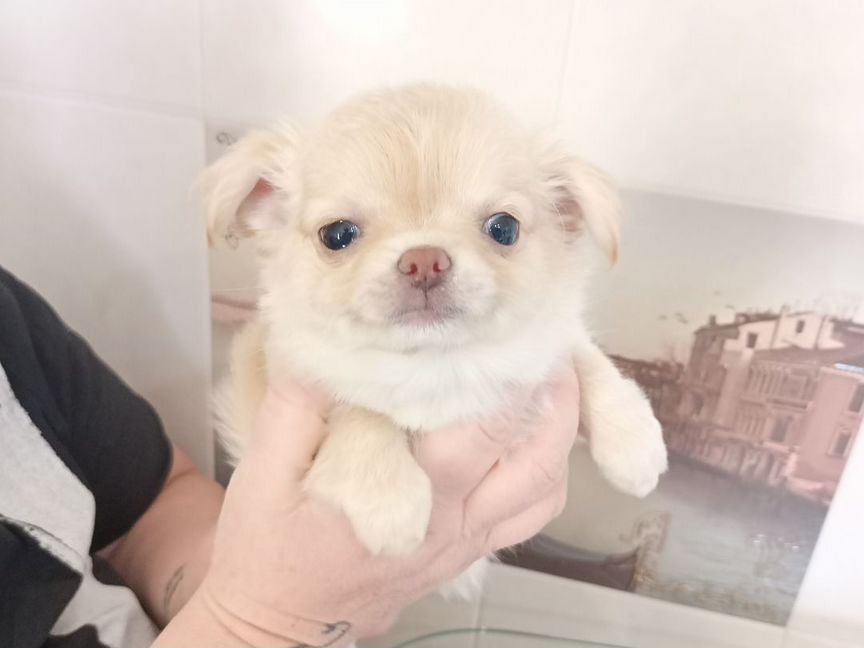 Щенок чихуахуа