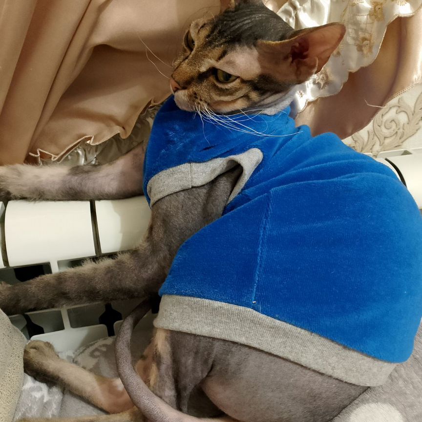 Отдам в добрые руки кошку