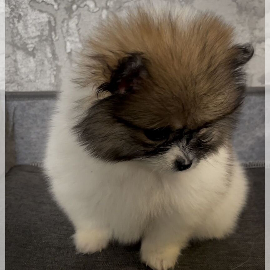 Померанский шпиц, щенок