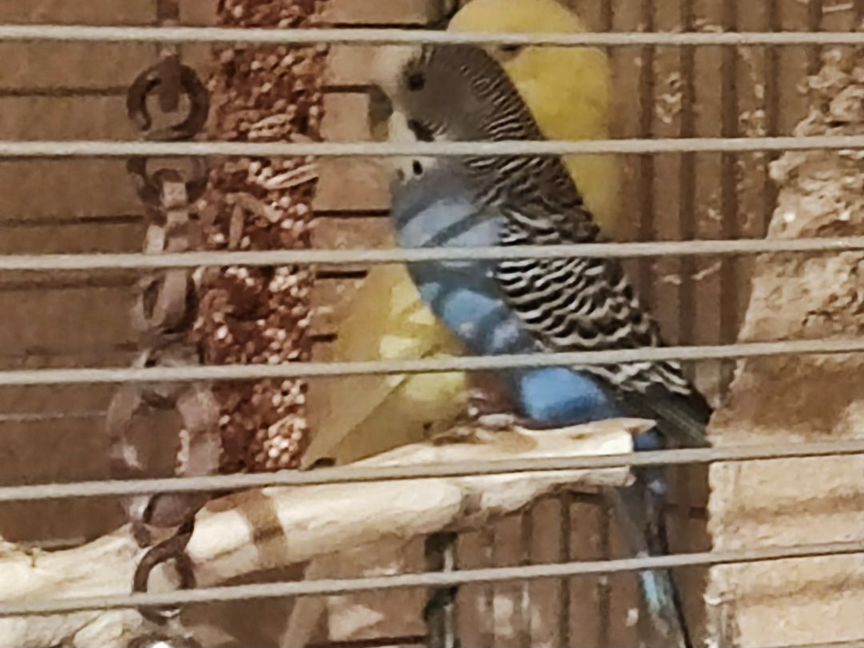 Волнистые попугай с клеткой