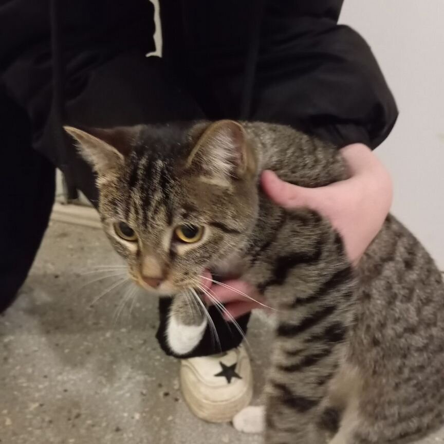 Отдам котенка в добрые руки