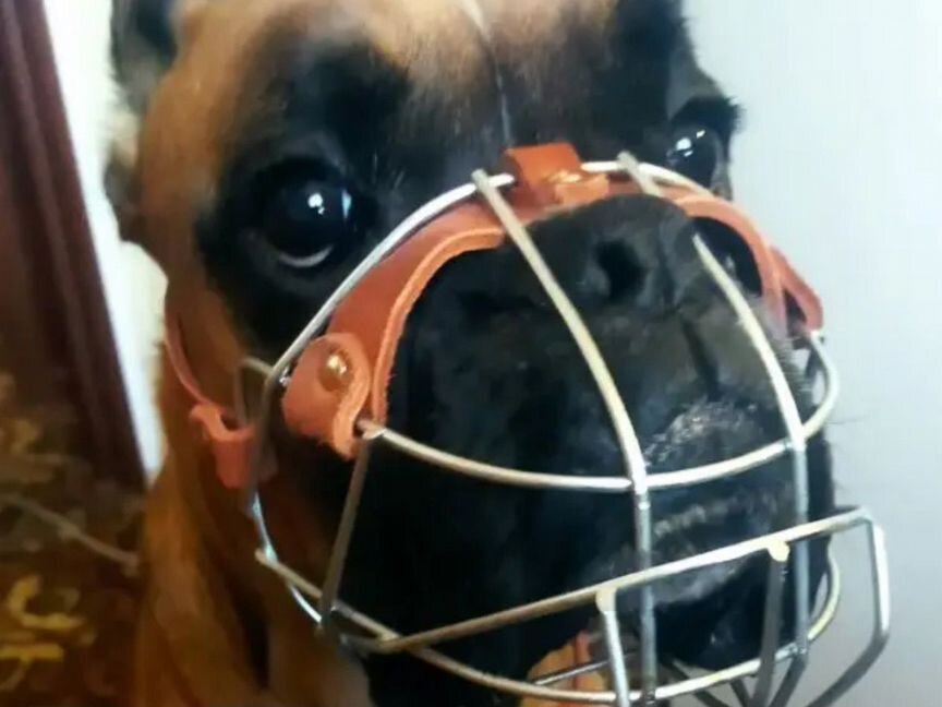 Намордник новый ротвейлер, боксер, молоссы