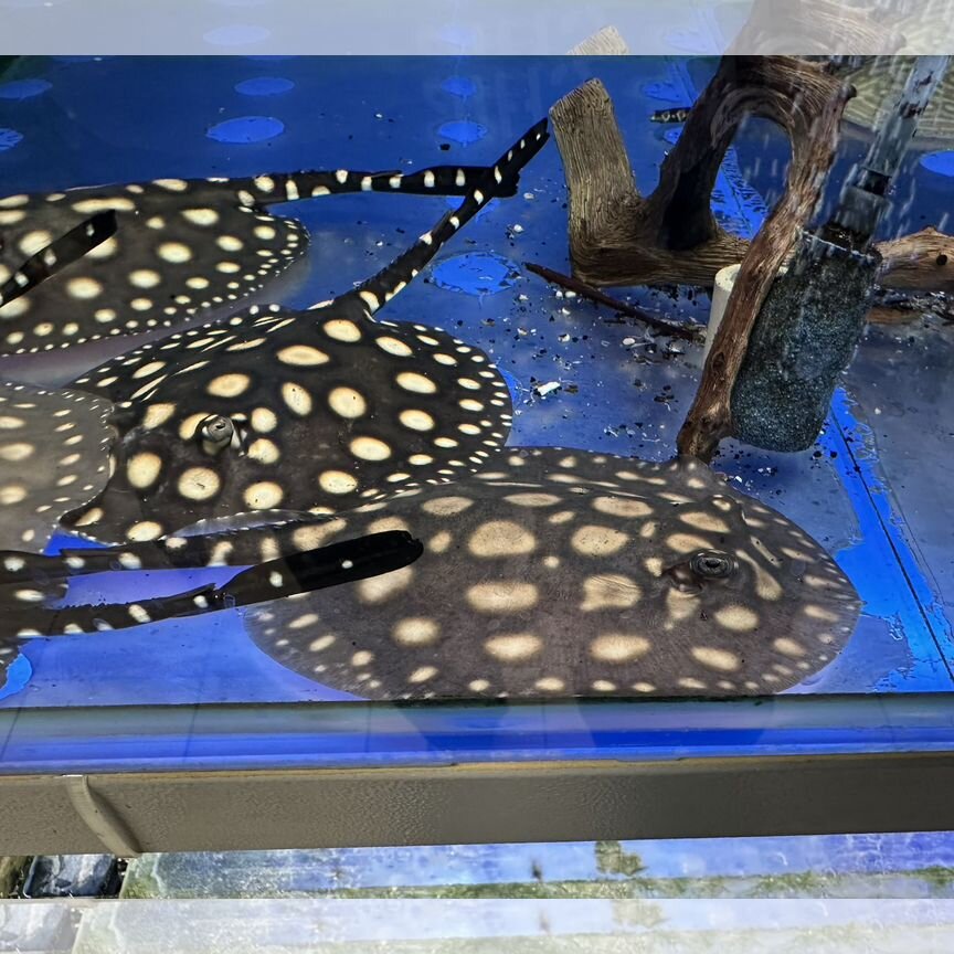 Скат леопольди Black