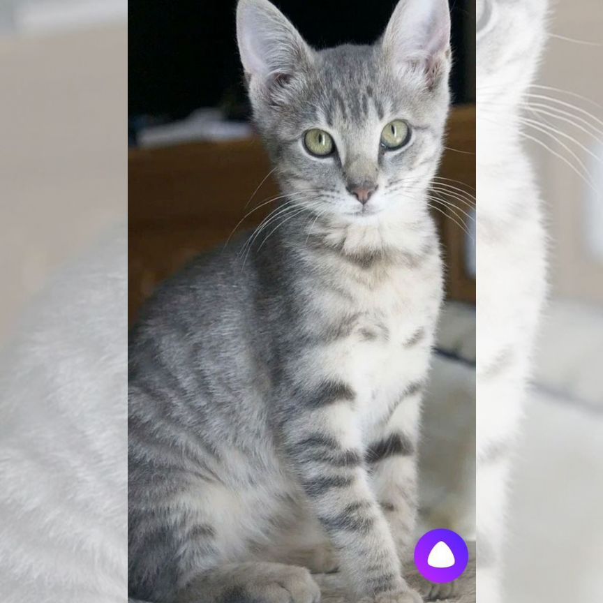 Кошечка ловчая