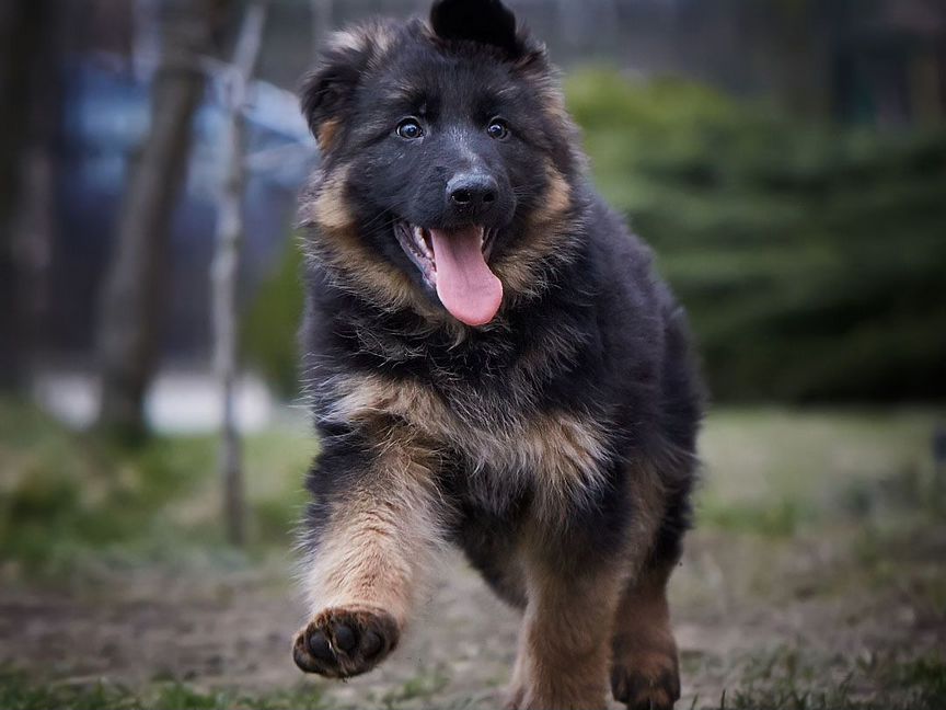 Щенки немецкой овчарки +