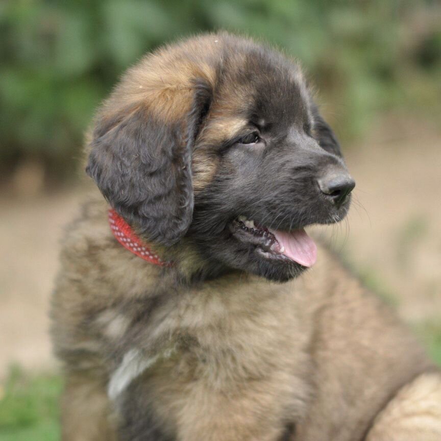 Леонбергер, щенок