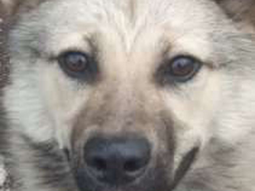 Хорошая собачонка в дом