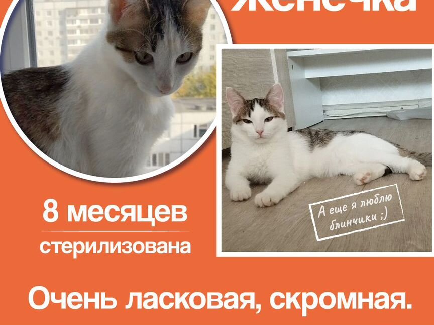 Кошки в добрые руки
