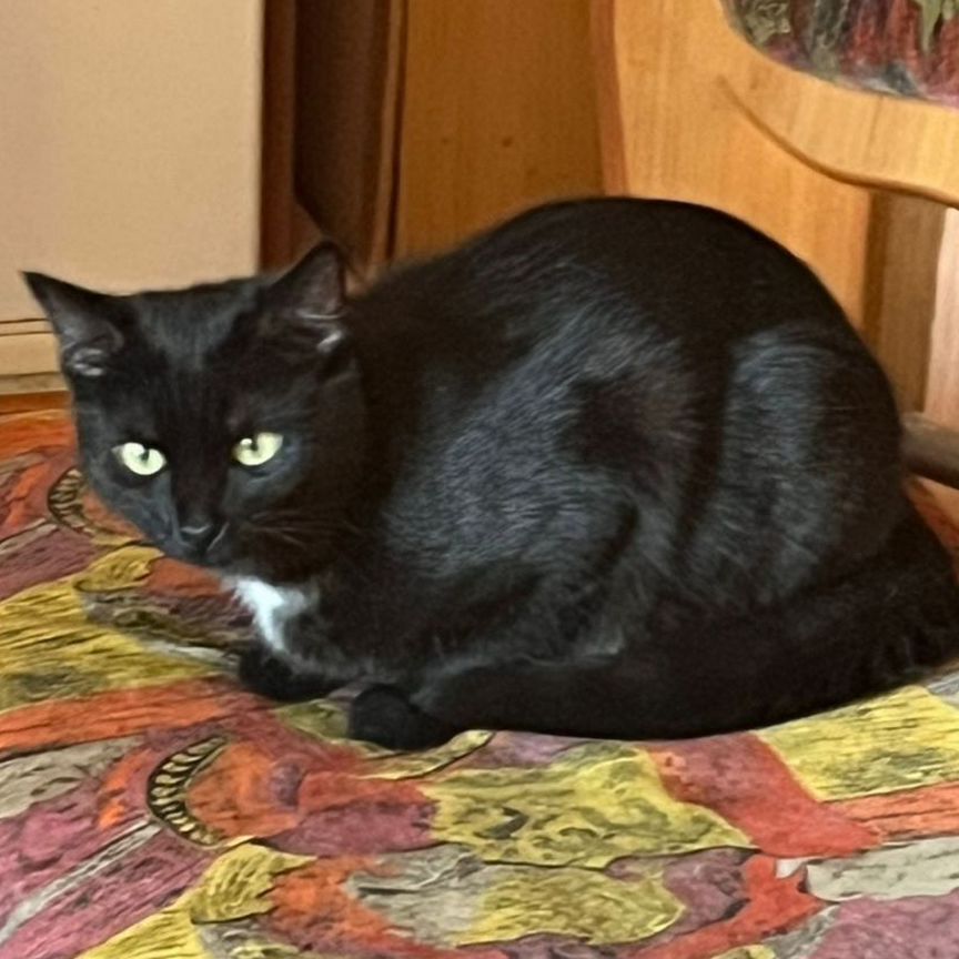 Котёнок от частного владельца