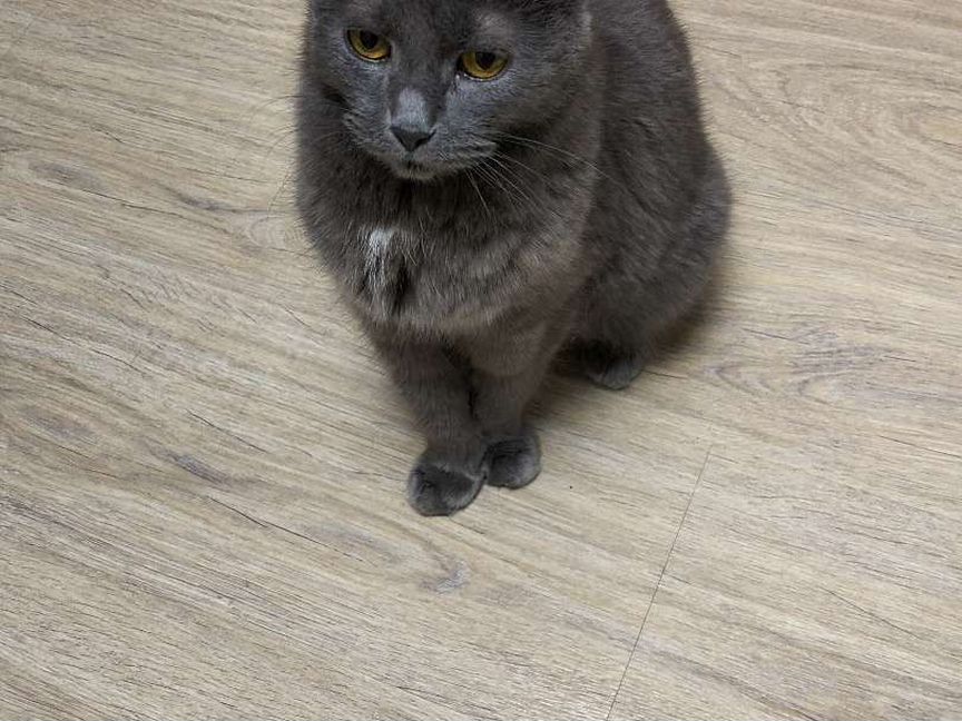 Кошка британская голубая