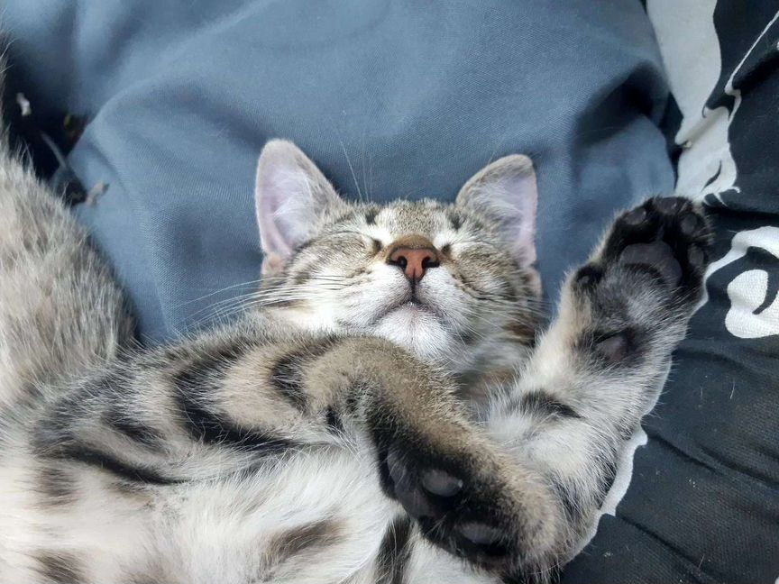 Кошечка табби ищет дом