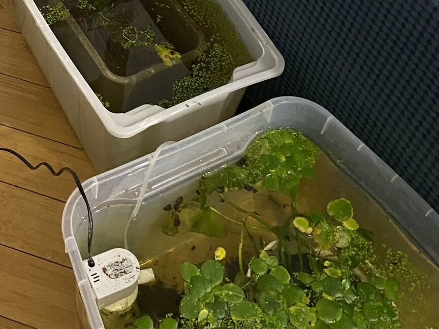 Аквариумные прудовые растения