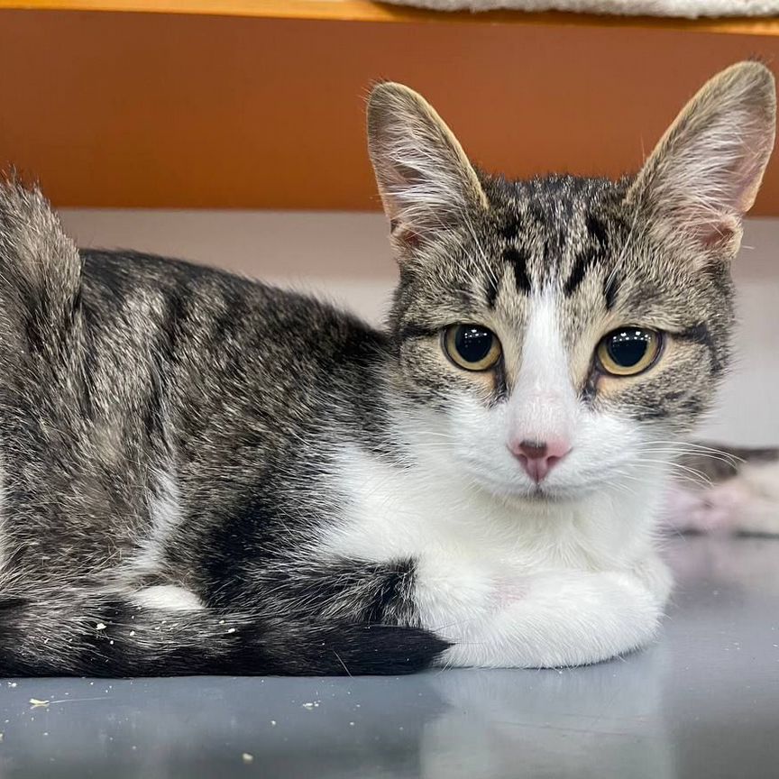 Котёнок в добрые руки