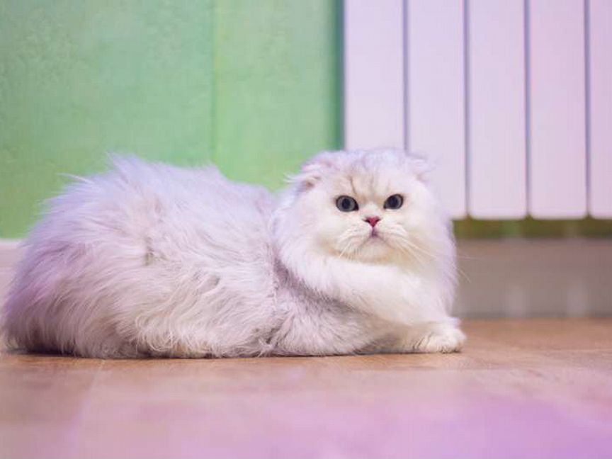 Шикарный, нарядный парень