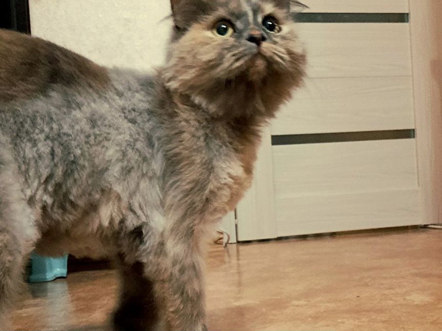 Отдам кошку в добрые руки