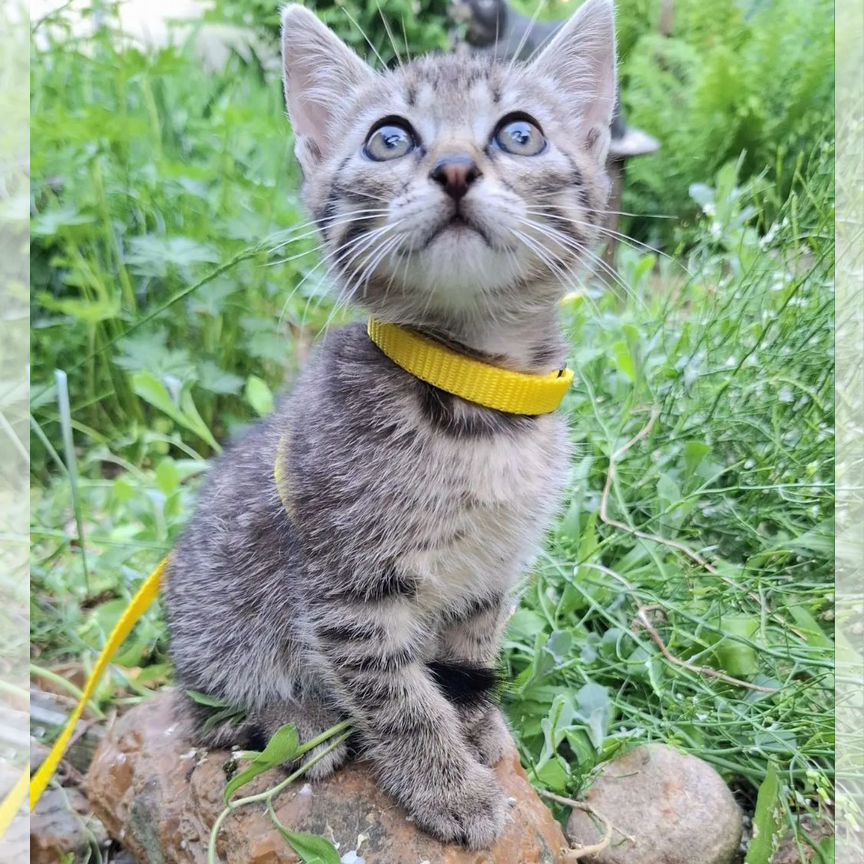 Котёнок в добрые руки