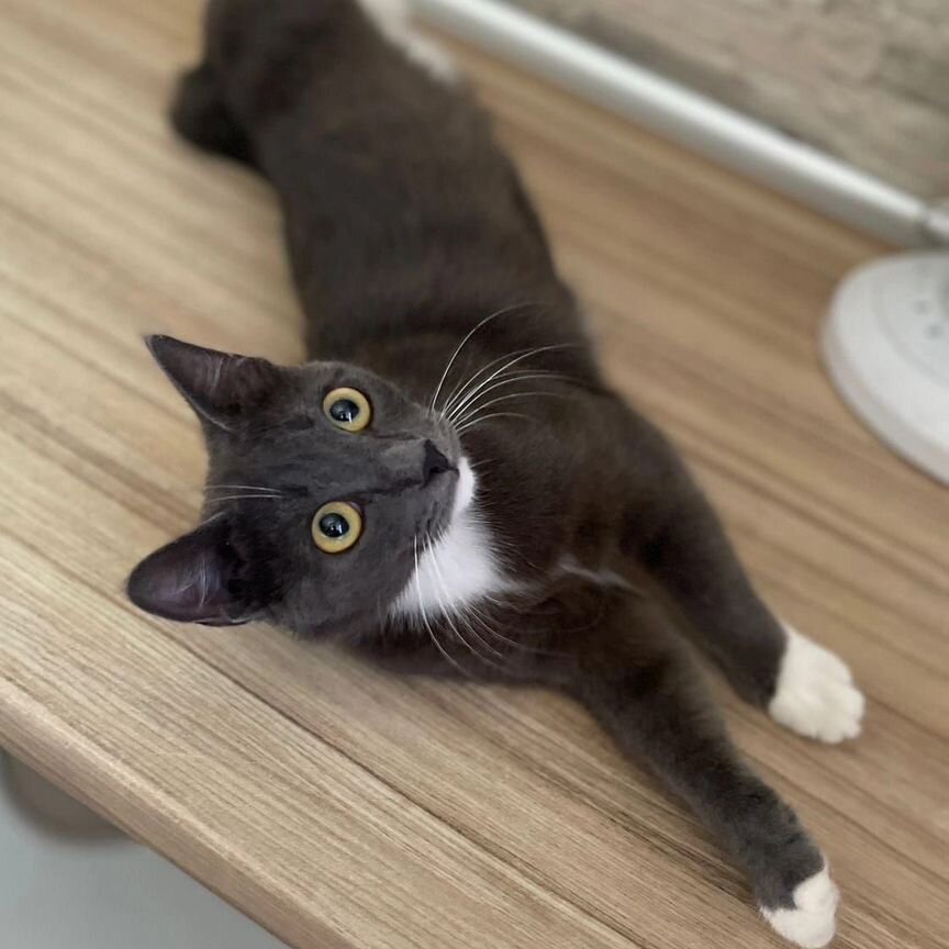 Кошечка стерилизованная