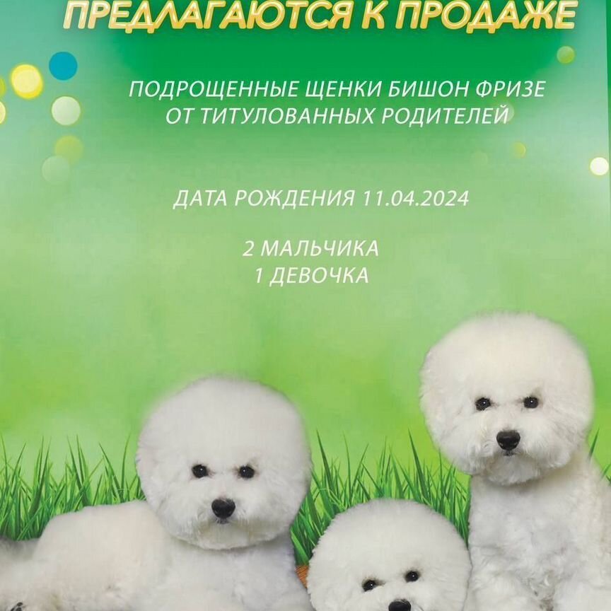 Щенки бишон фризе