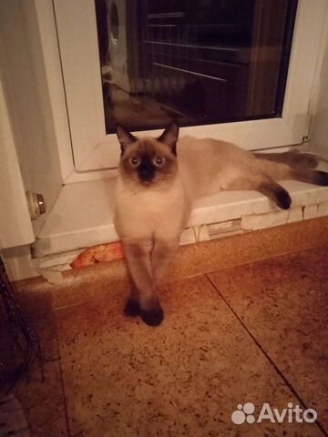 Сиамский котик