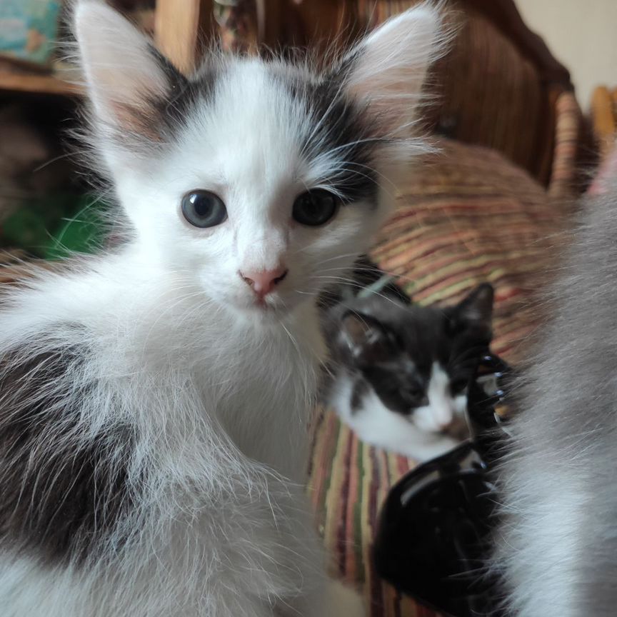 Маленькие котята