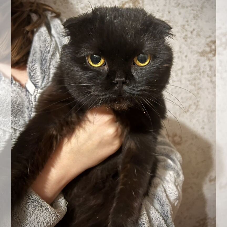 Британский вислоухий кот