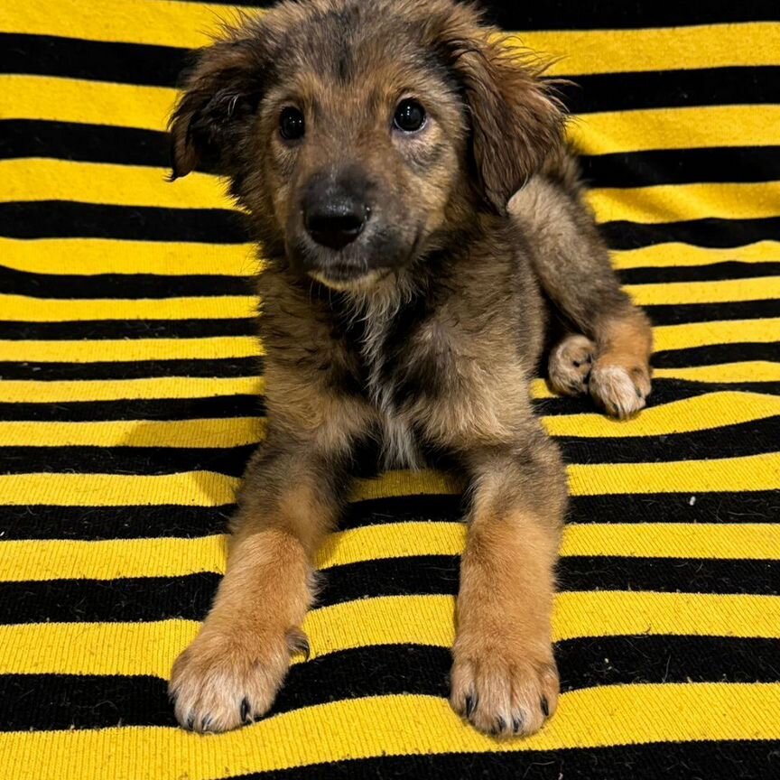 Щенок в добрые руки