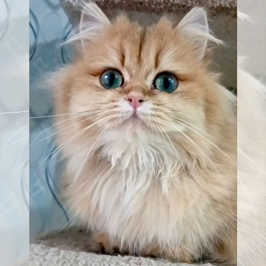 Британская длинношёрстная, взрослая кошка